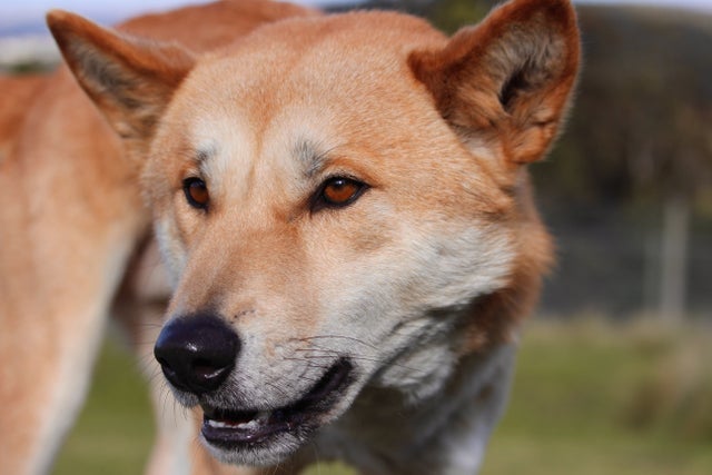 Australian Dingo Foundation Store